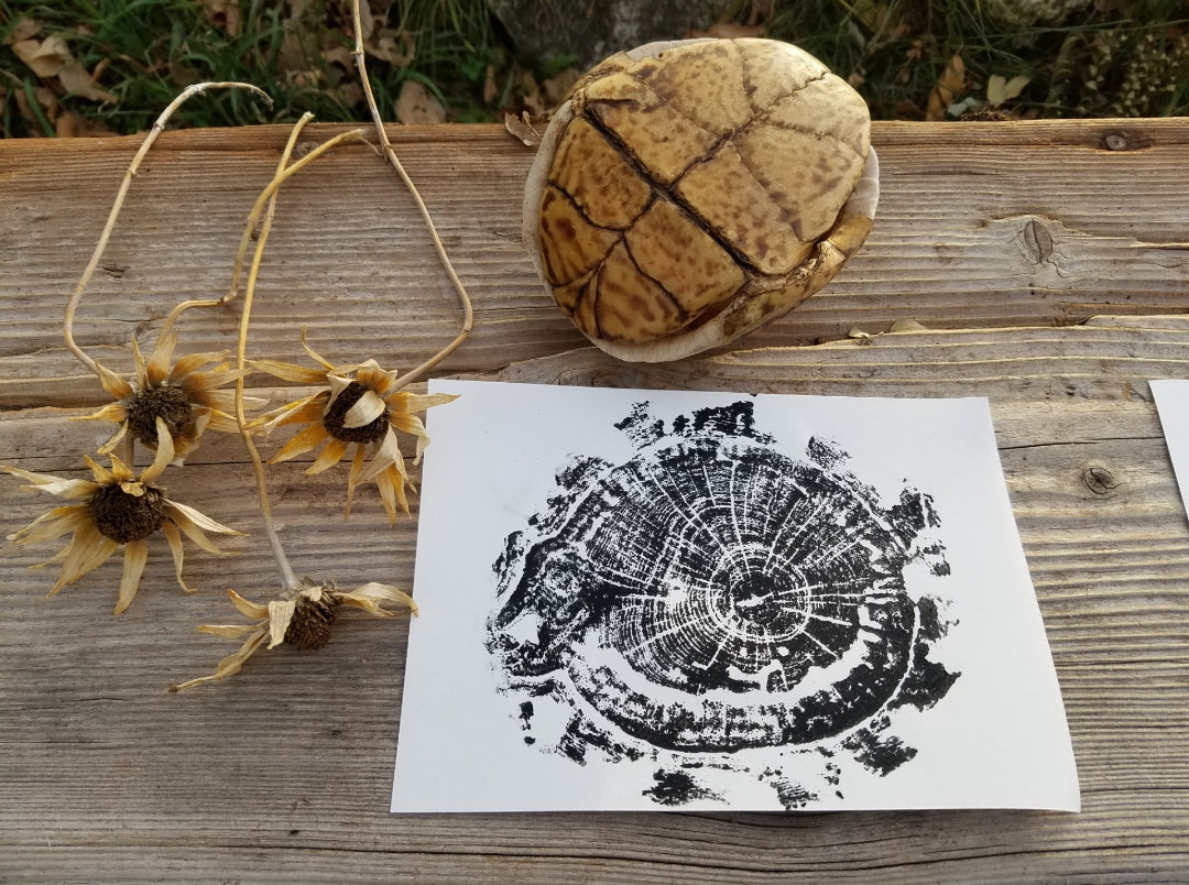 Black Walnut IV - Tree Ring Print - Regal Violet Studio